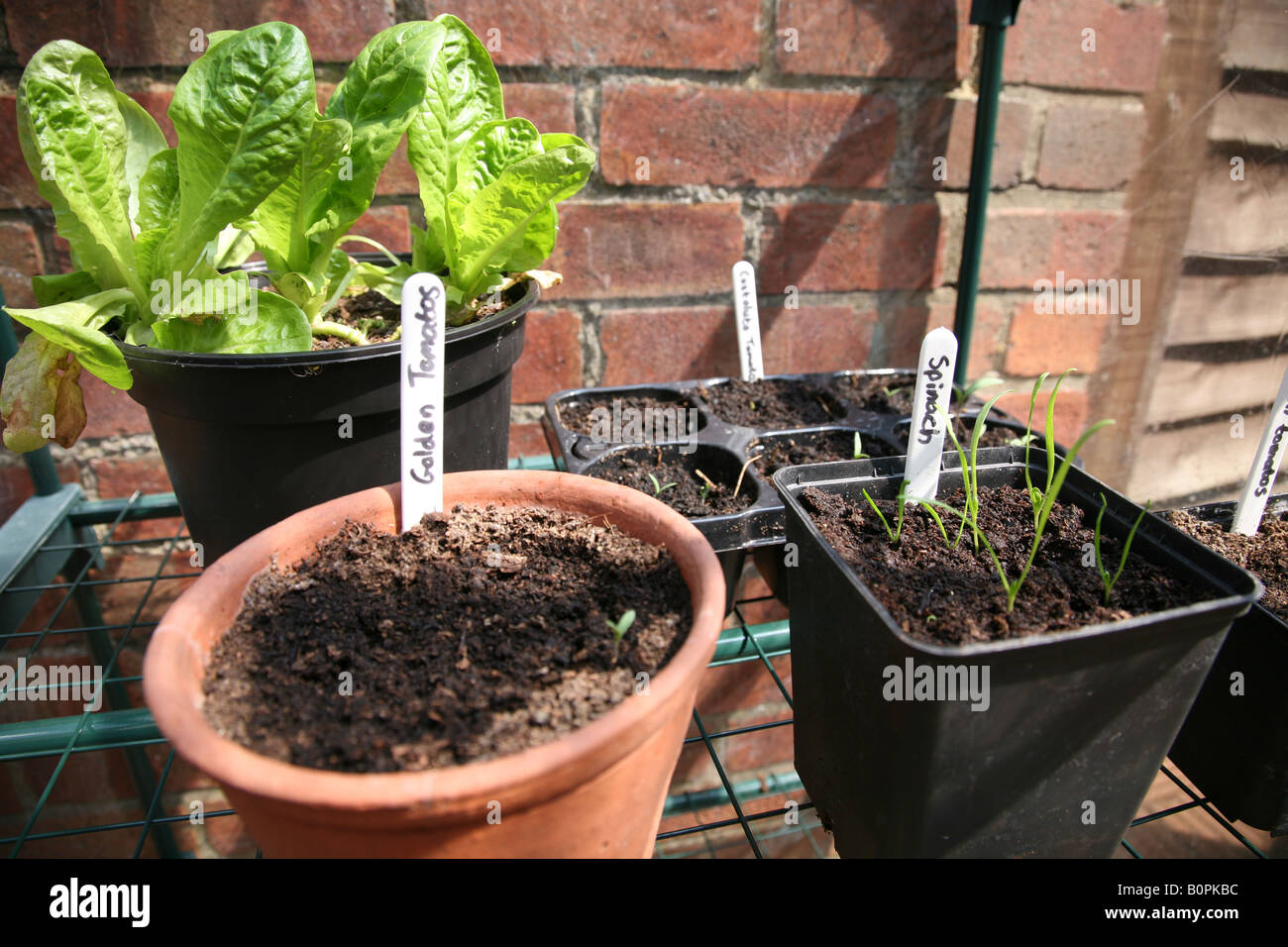 Sowing spinach tray hi-res stock photography and images - Alamy