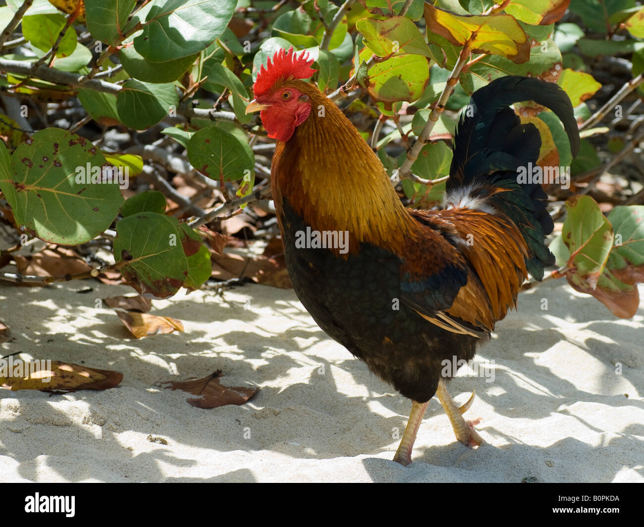 Rooster on the beach, Virgin Gorda, BVI Stock Photo - Alamy