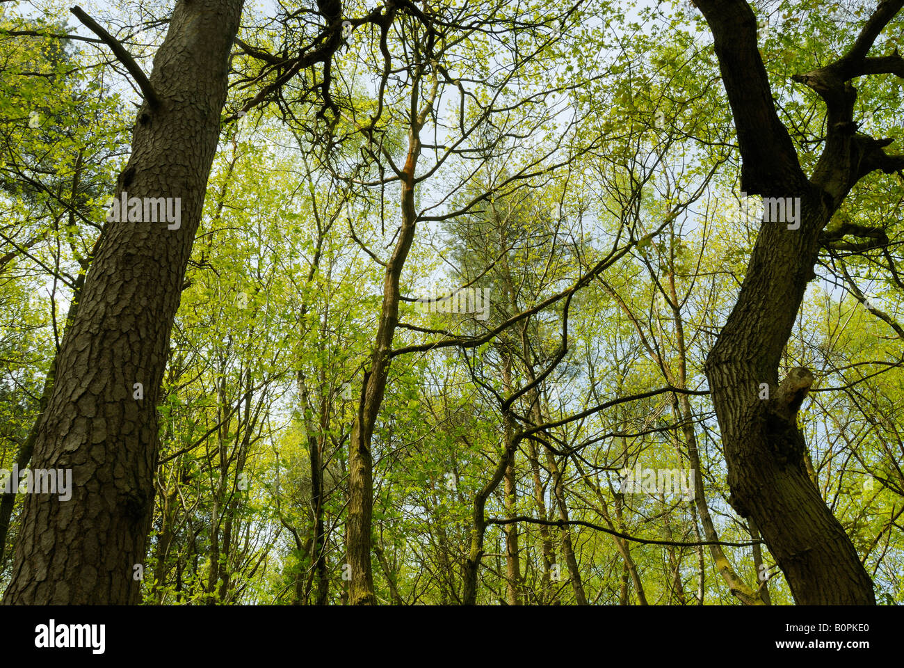 Tree Canopy, Friday Street, Surrey Stock Photo - Alamy