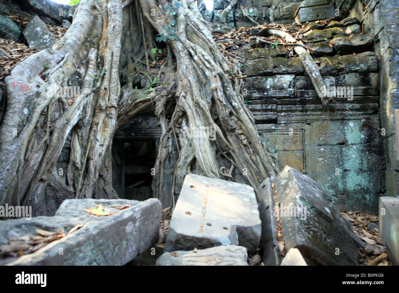 Tree engulfing temple walls hi-res stock photography and images - Alamy