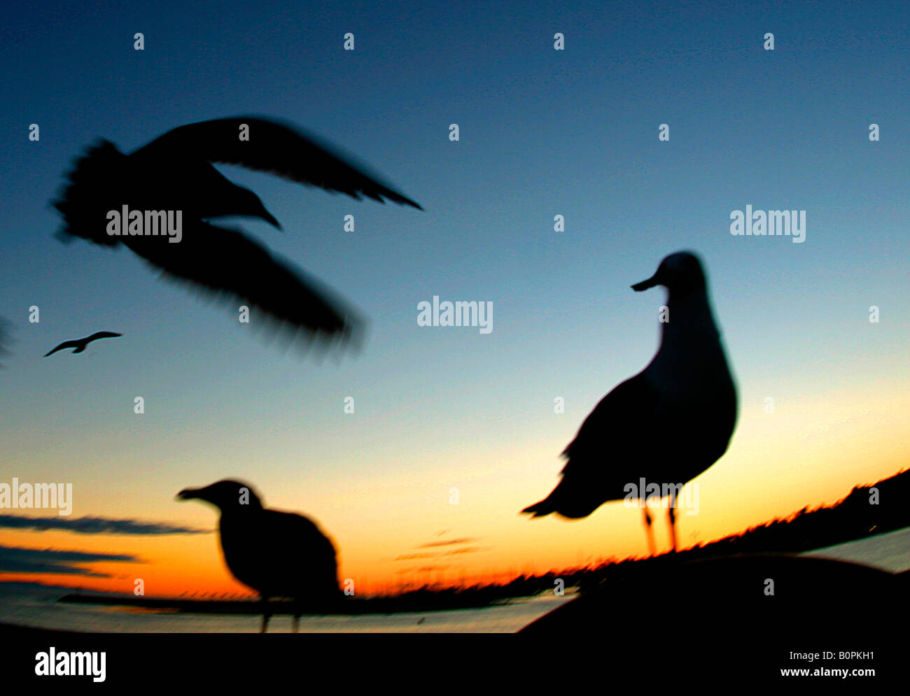 BIRD BIRDS SUNSET NATURE SUN DUSK SKY ILLUSTRATION PHOTOGRAPHY ART ...