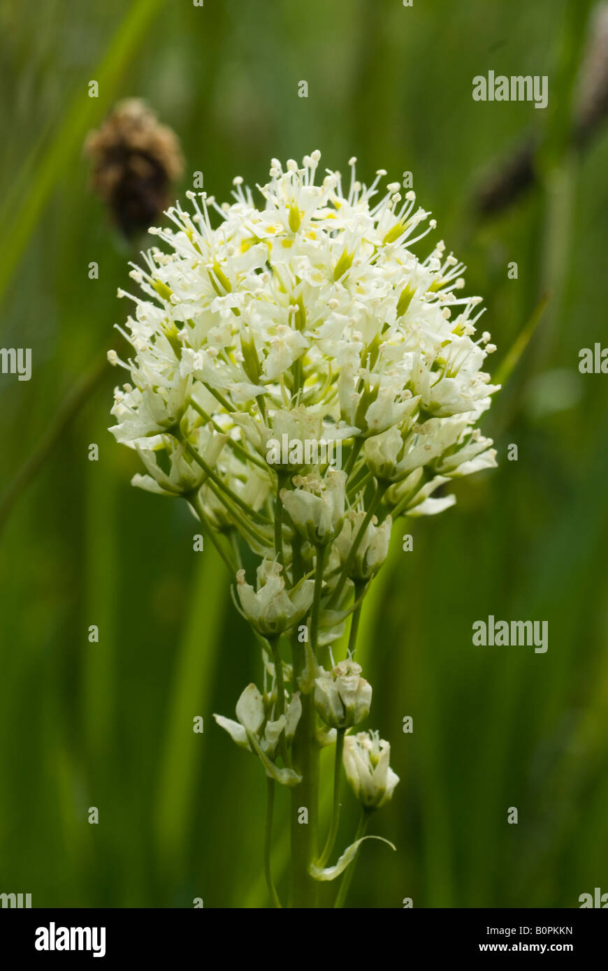 Death camus hi-res stock photography and images - Alamy