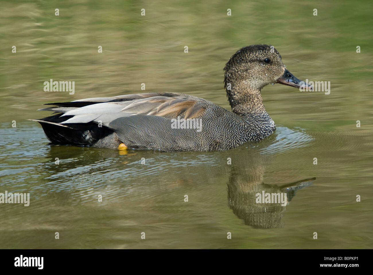 Ladner, British Columbia Stock Photo - Alamy