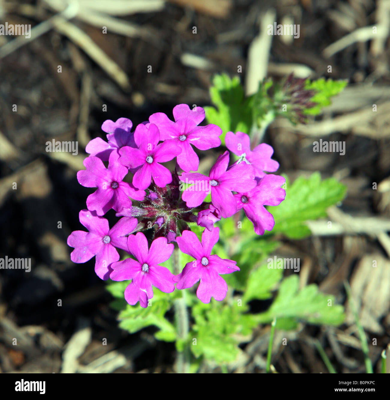 A very purple Verbena Canadenses Homestead Purple Verbenaceae Stock ...