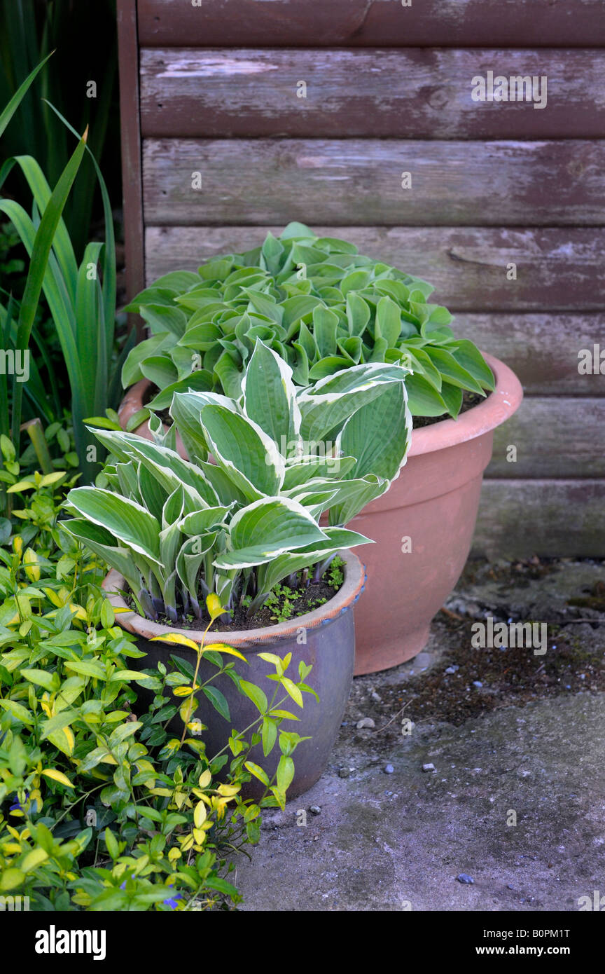 Hosta Cultivars in ornamental pots Stock Photo - Alamy