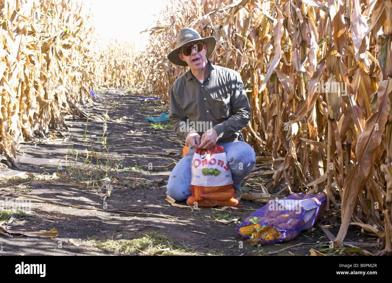Corn breeder harvests individual ears of corn Stock Photo - Alamy