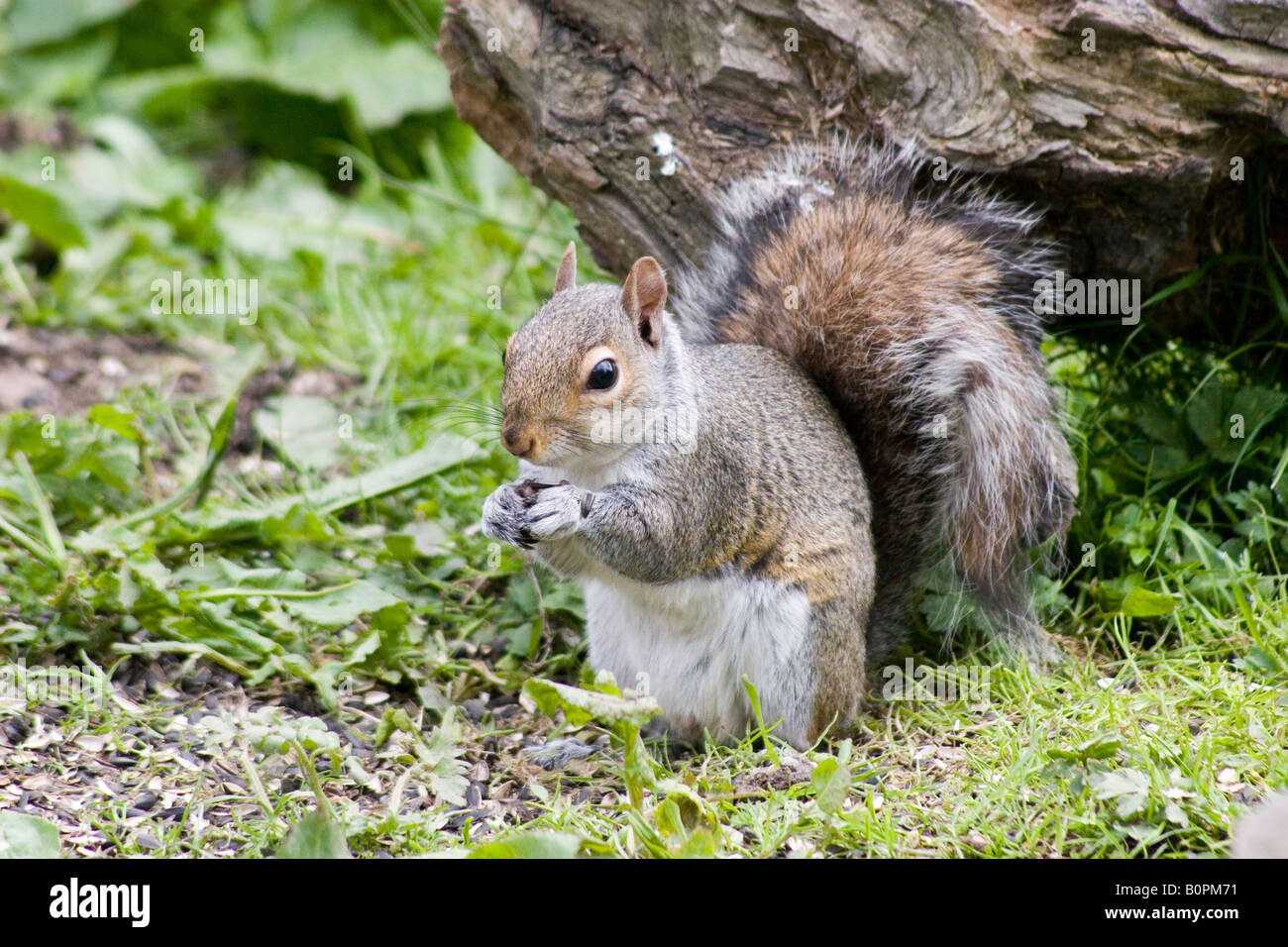 Tail curled upwards hi-res stock photography and images - Alamy