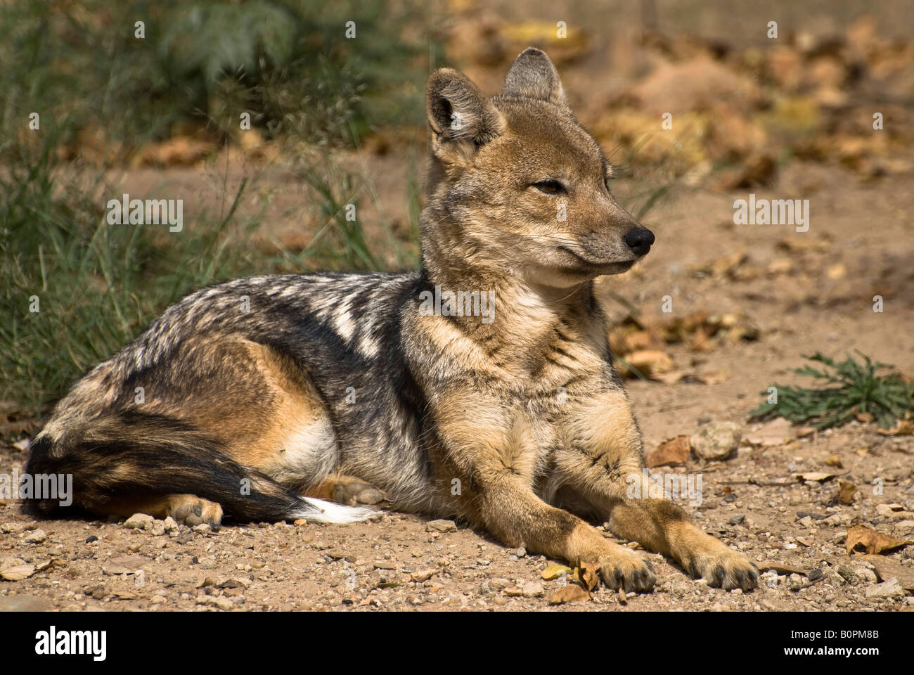 Side striped Jackal being alert Stock Photo - Alamy