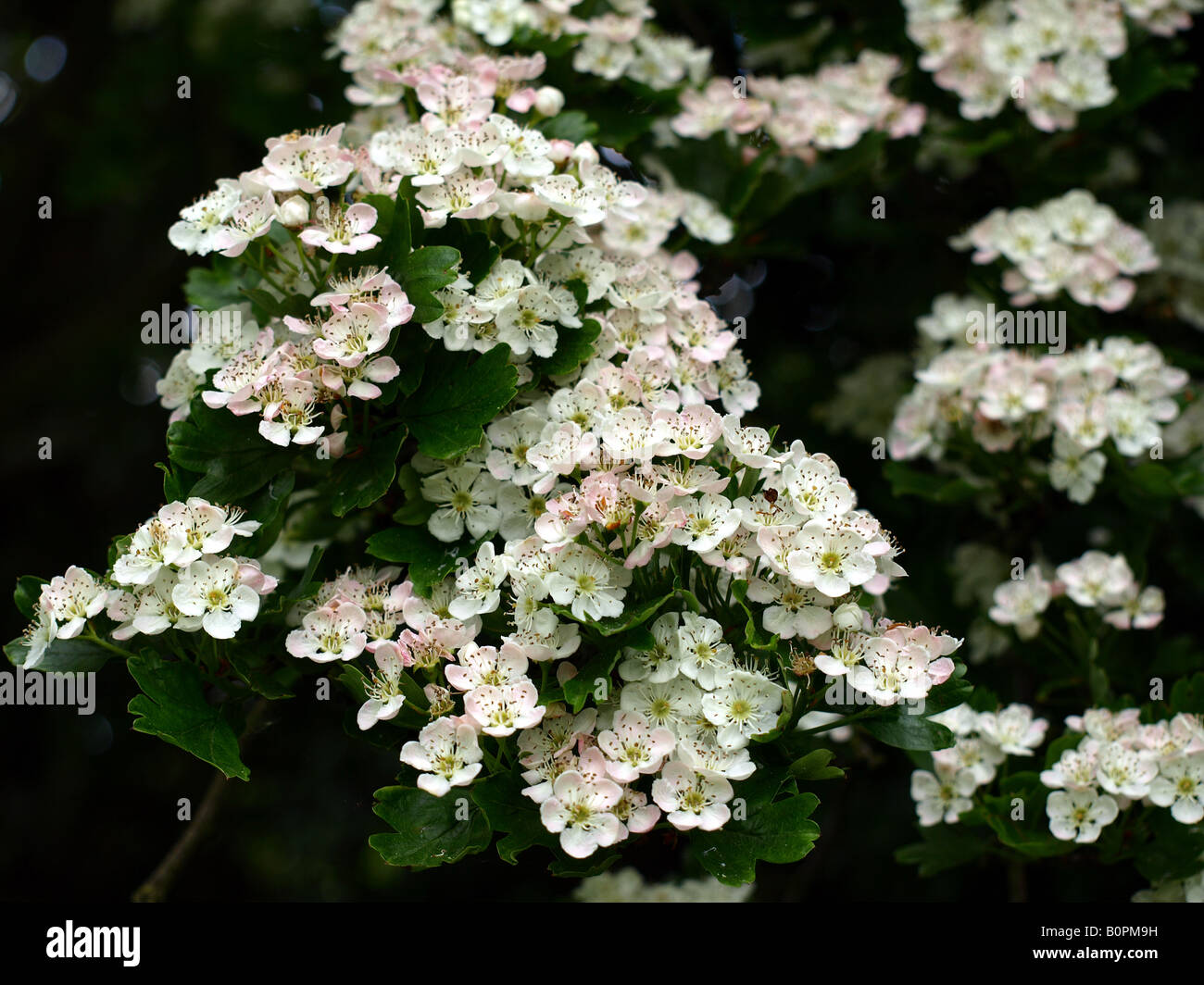 Hawthorn Trees High Resolution Stock Photography and Images - Alamy