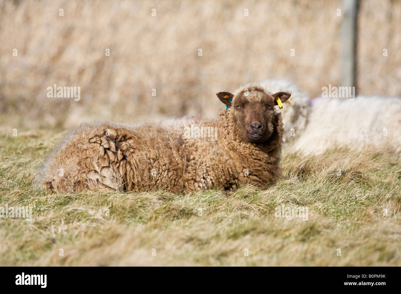Scottish sheep sitting down in grass Stock Photo - Alamy
