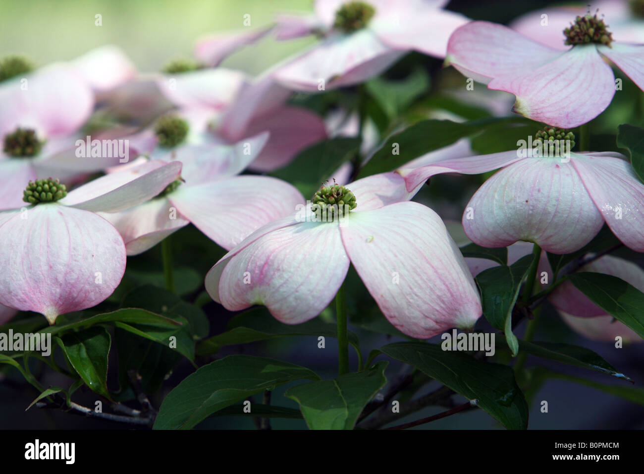 A Cornus X Stellar Pink Dogwood Hybrid Stock Photo - Alamy