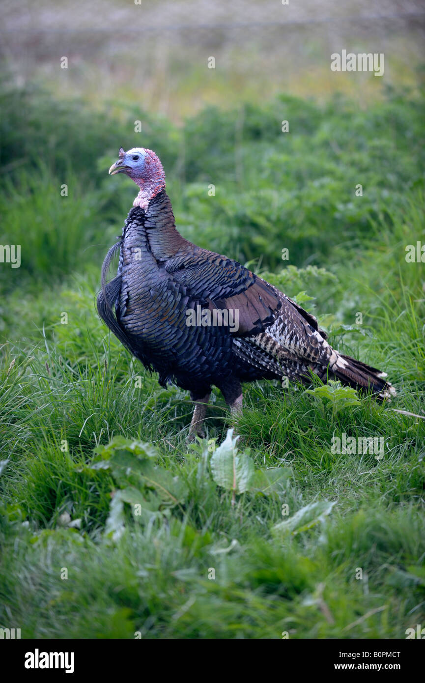 Wild Turkey (Meleagris gallopavo silvestris Stock Photo - Alamy