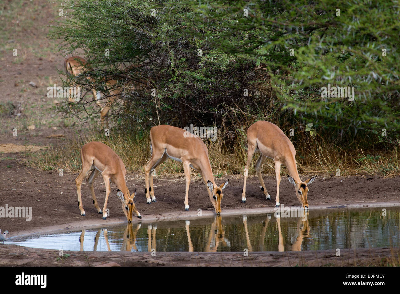 Impala water hole hi-res stock photography and images - Alamy