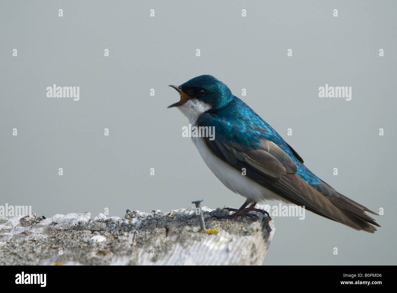 Ladner wildlife hi-res stock photography and images - Alamy