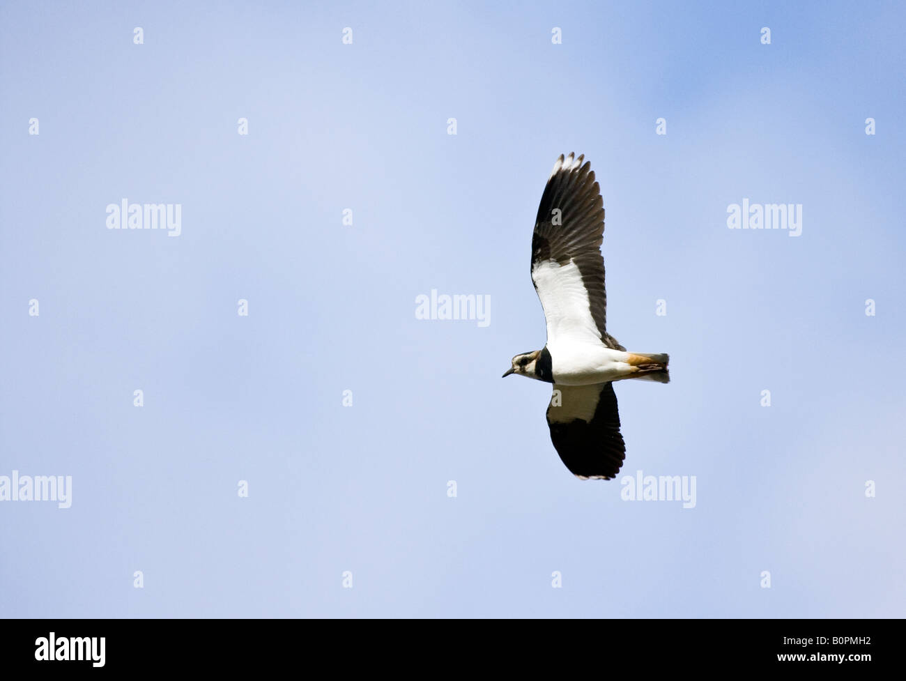 Lapwing flap hi-res stock photography and images - Alamy