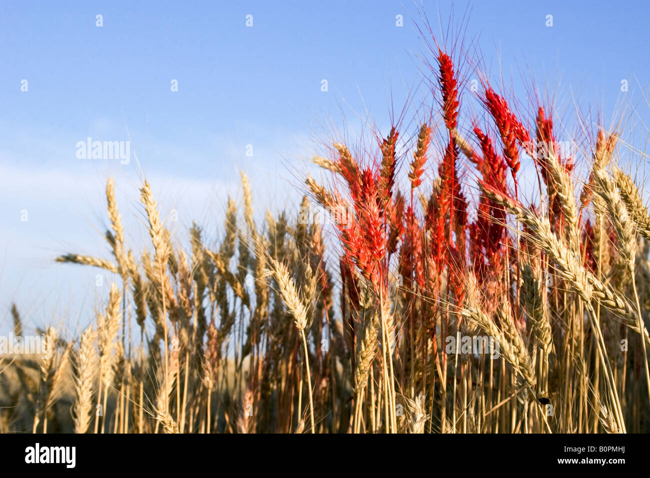 Small grain cultivar is marked for harvest with red spray paint Stock ...