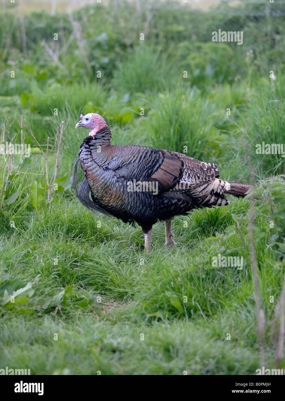 Wild Turkey (Meleagris gallopavo silvestris Stock Photo - Alamy