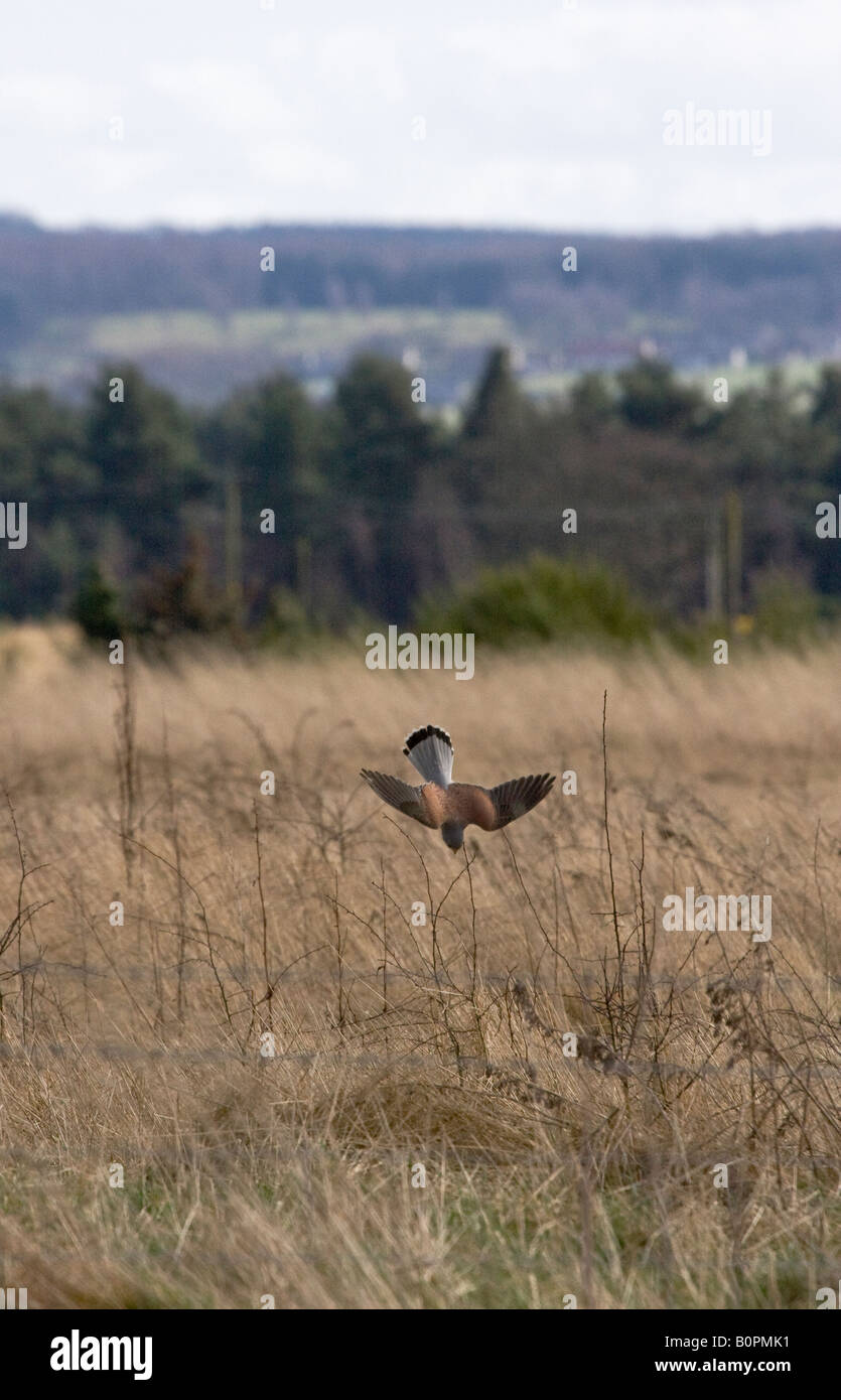Common kestrel Falco tinnunculus adult diving to ground to catch prey ...