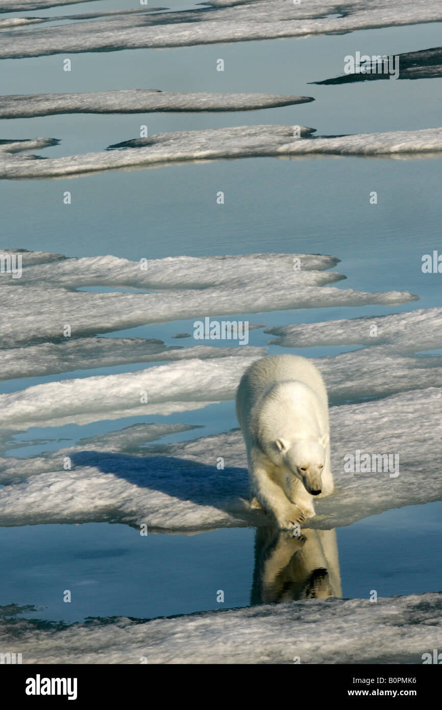 Female Polar Bear on Sea Ice, Svalbard, Norway Stock Photo - Alamy