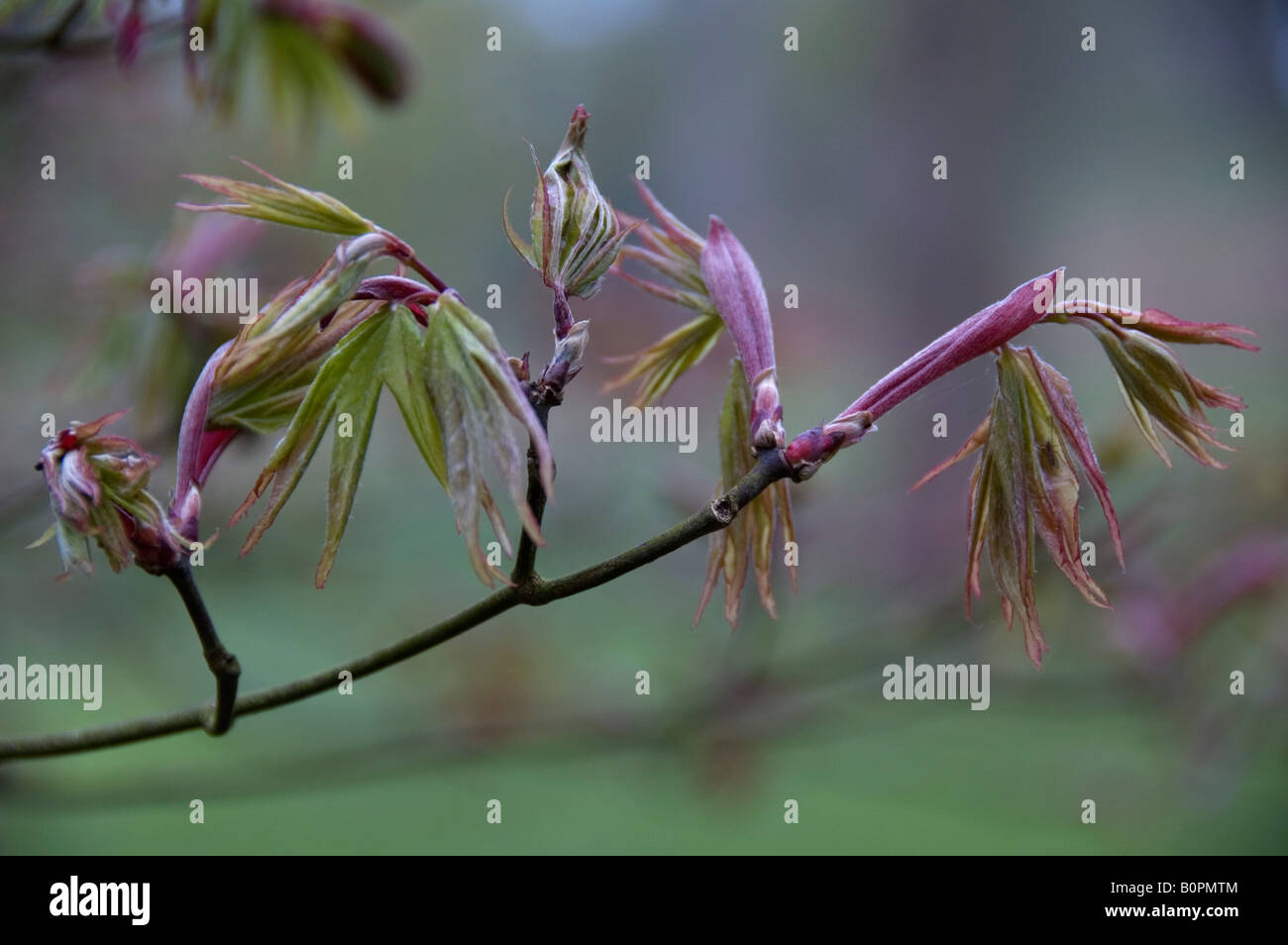 Leaf buds acer hi-res stock photography and images - Alamy