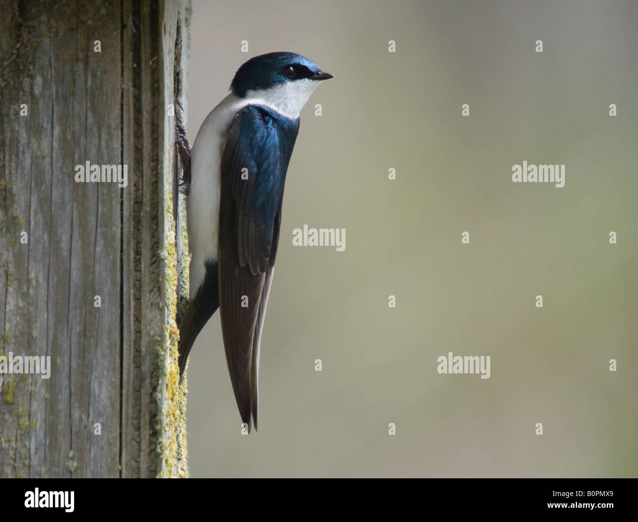 Blue bird nesting box hi-res stock photography and images - Alamy