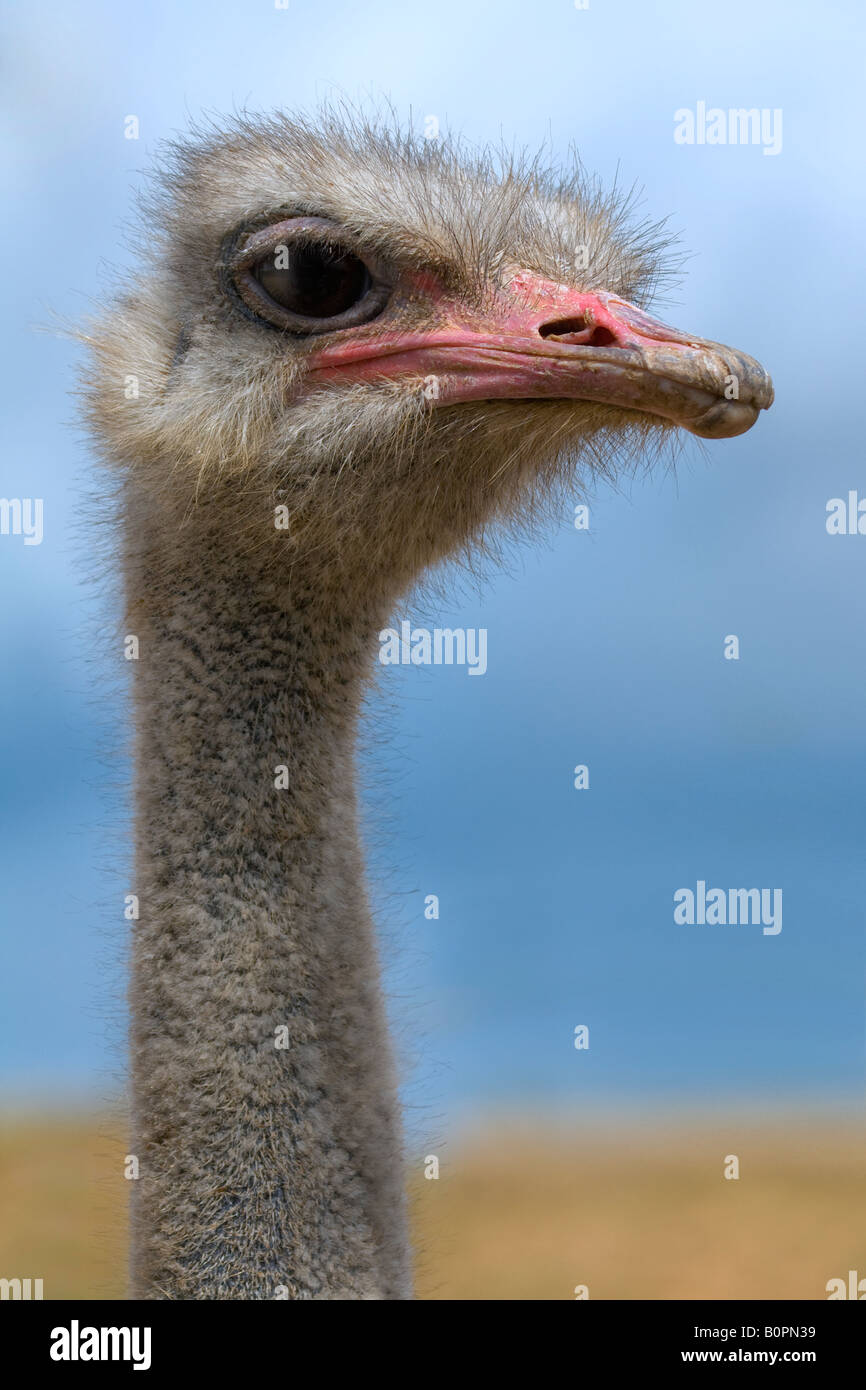 Ostrich Struthio camelus Stock Photo - Alamy