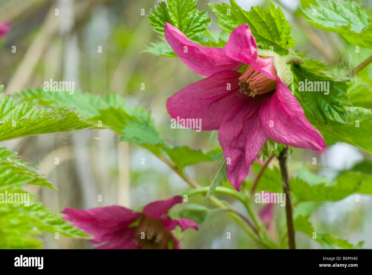 Ladner, British Columbia Stock Photo - Alamy
