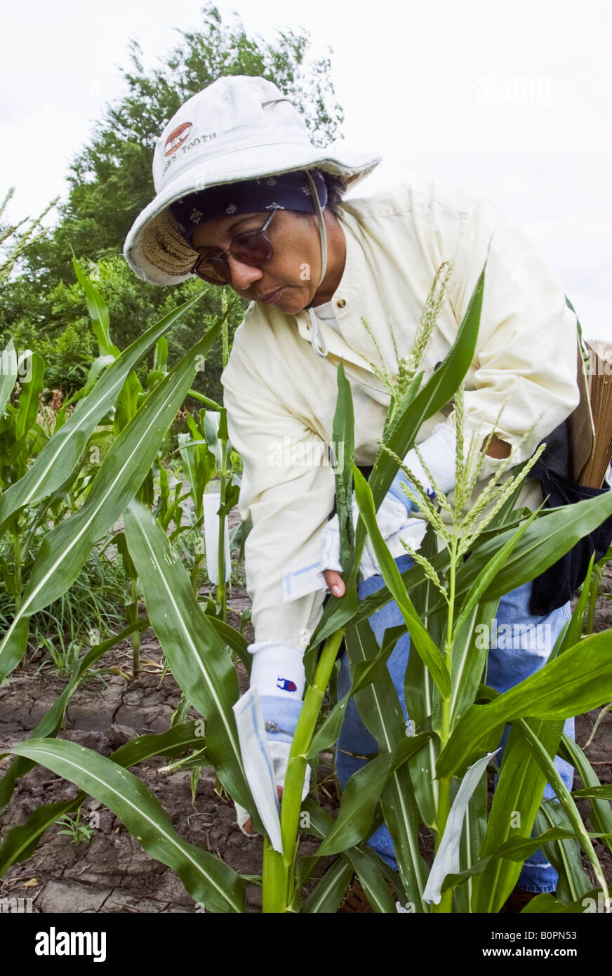 Corn pollination hi-res stock photography and images - Alamy