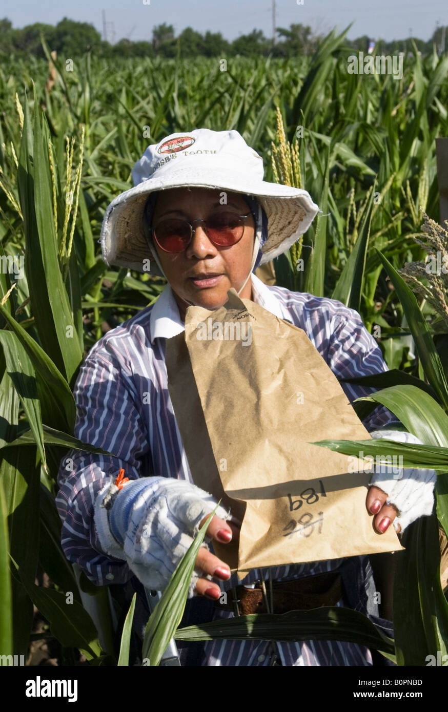 Bag of pollen hi-res stock photography and images - Alamy