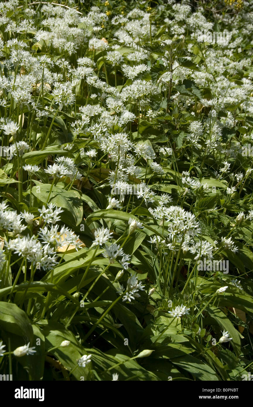 Wild Garlic Allium ursinum Stock Photo - Alamy