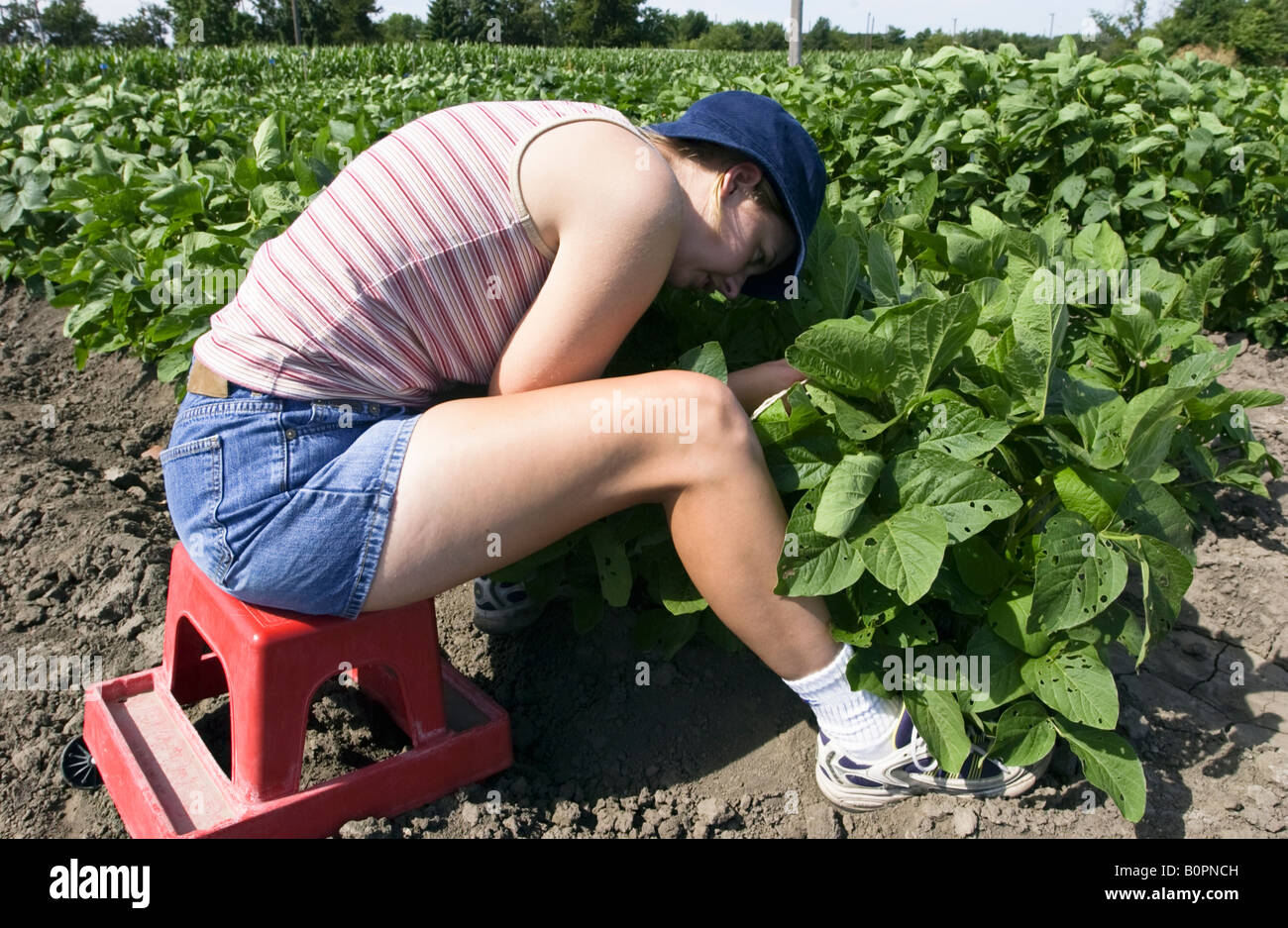 Soybean research pollinate cross hi-res stock photography and images ...