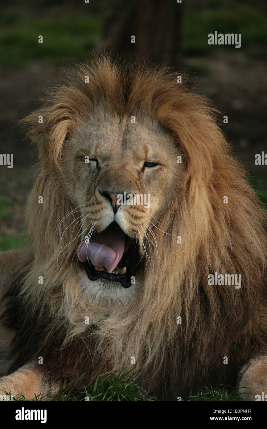 Male lion yawning Stock Photo - Alamy