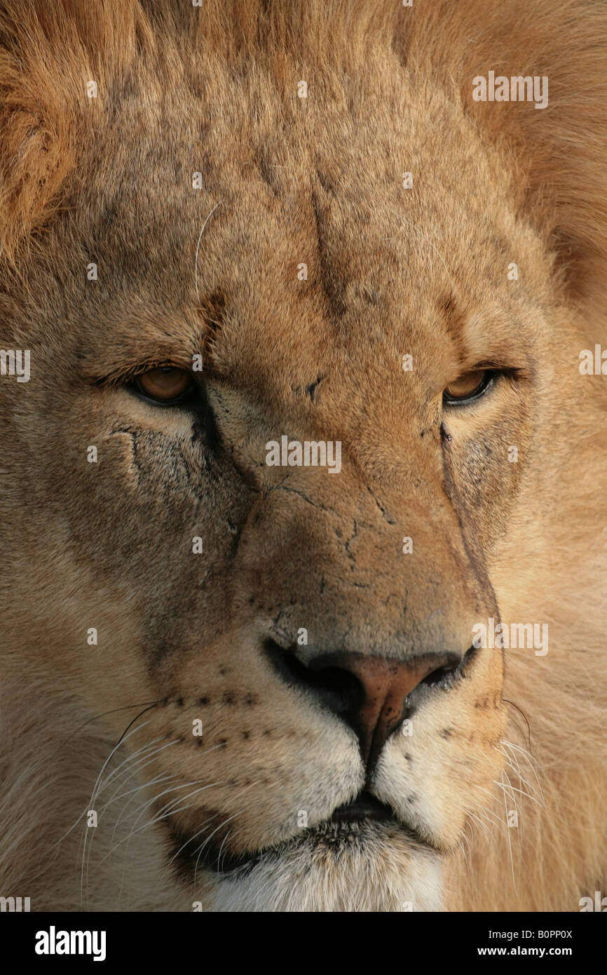 Close up of a male lion's face Stock Photo - Alamy