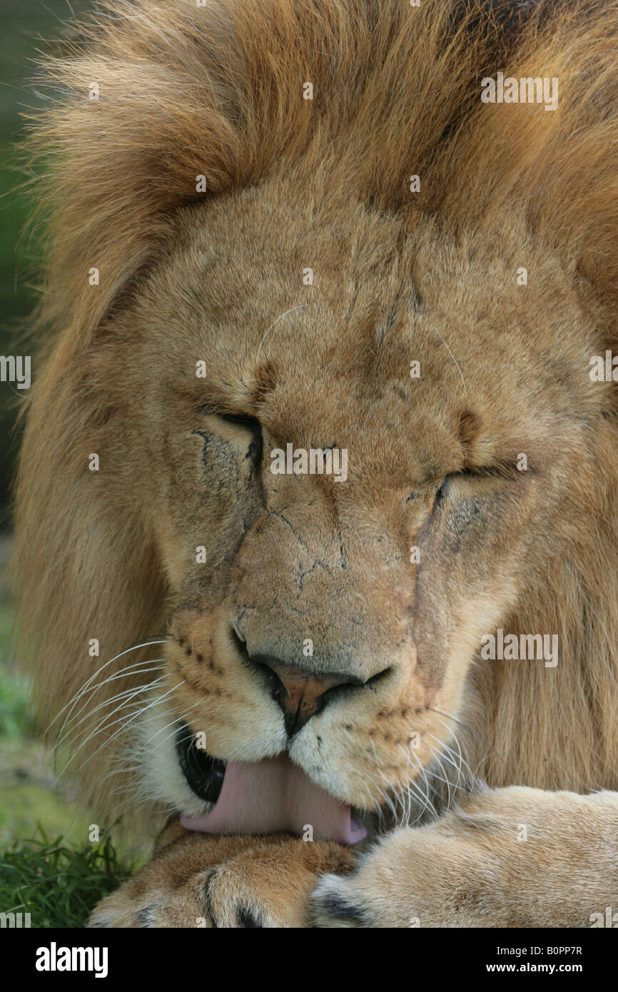 Male african lion licking his face hi-res stock photography and images ...
