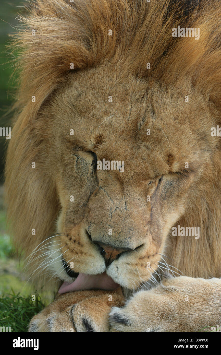 Male african lion licking his face hi-res stock photography and images ...