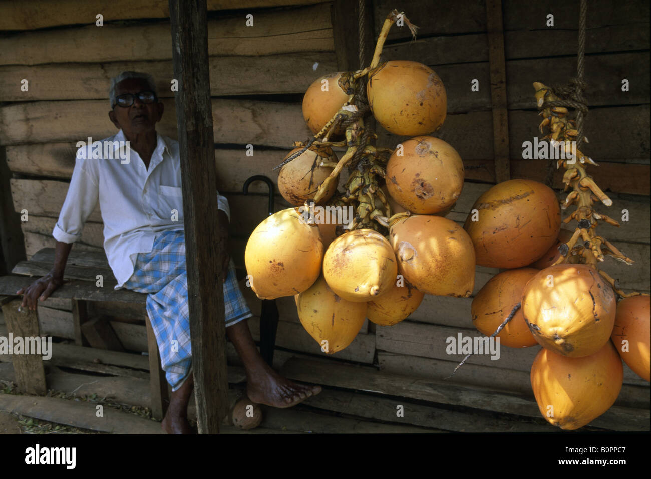 king coconuts Dambulla Sri Lanka Stock Photo - Alamy