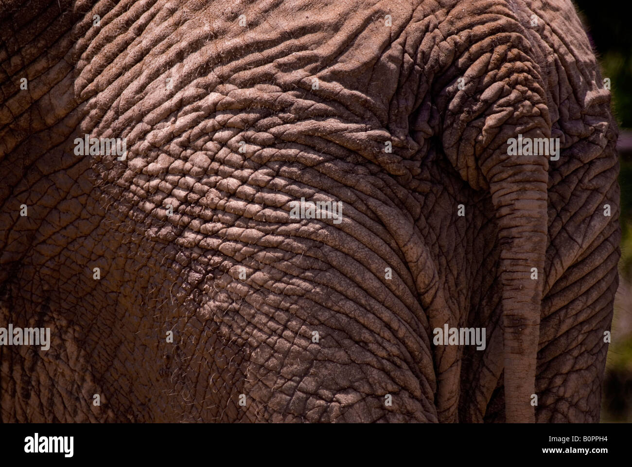 rear end of African Elephant Stock Photo - Alamy
