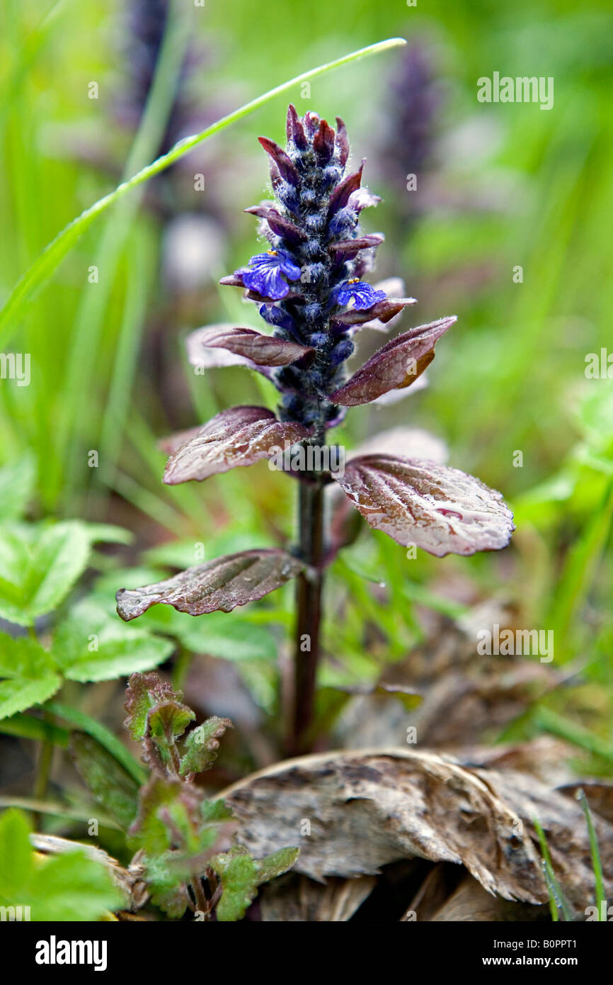 Ajuga reptans bugle medicinal plant hi-res stock photography and images ...
