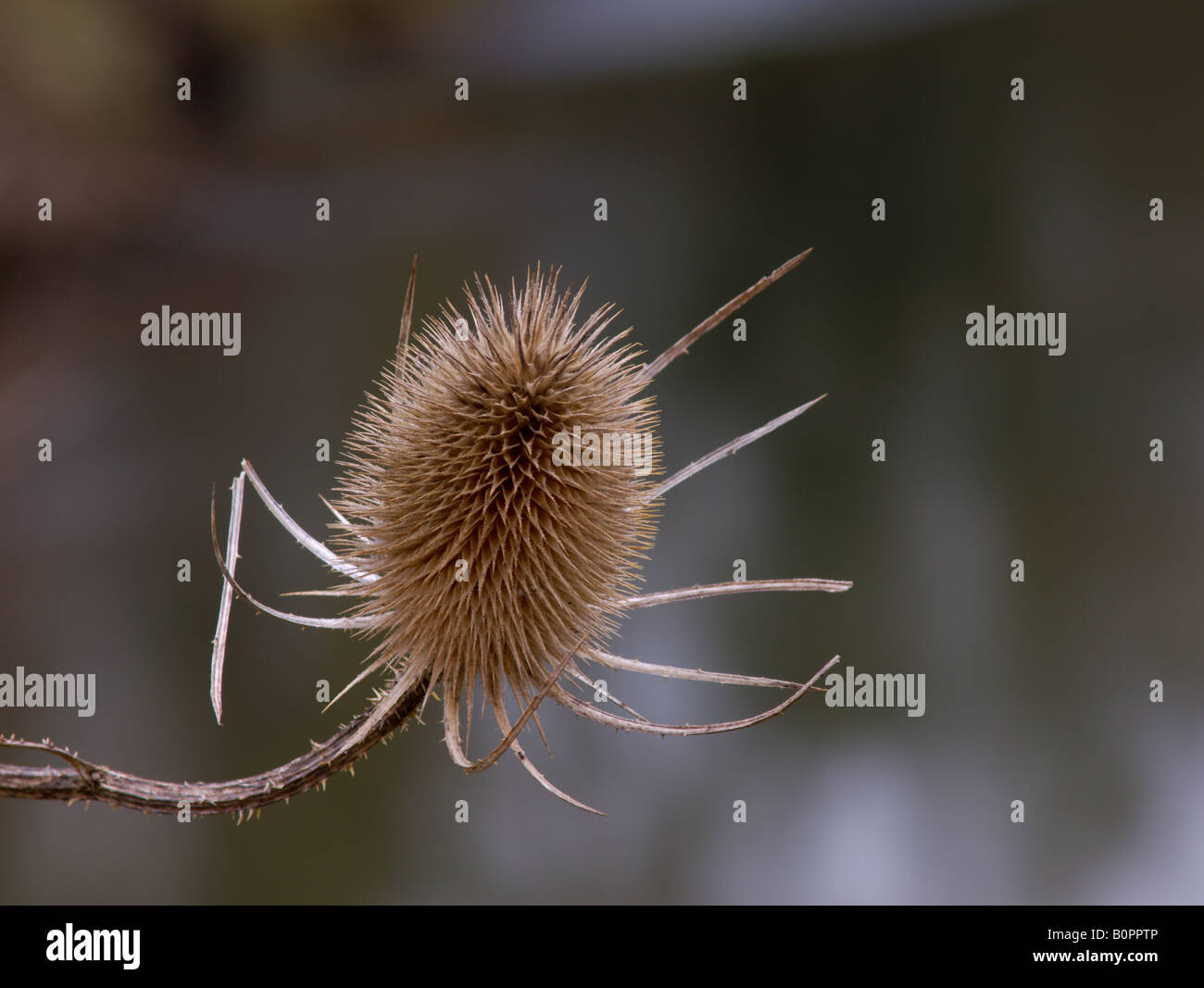 Teasel dried head hi-res stock photography and images - Alamy