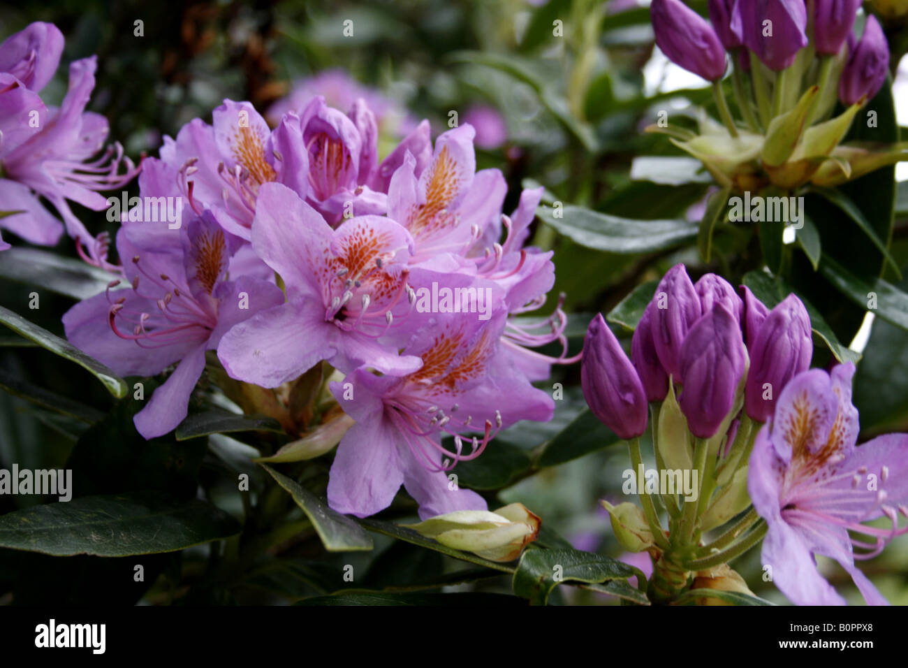 rhododendrons evergreen flowering shrubs.uk 2008 Stock Photo - Alamy