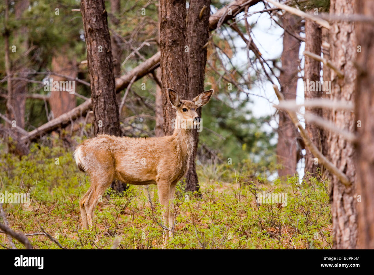 Mule deer in the Rocky Mountain Springtime Stock Photo - Alamy