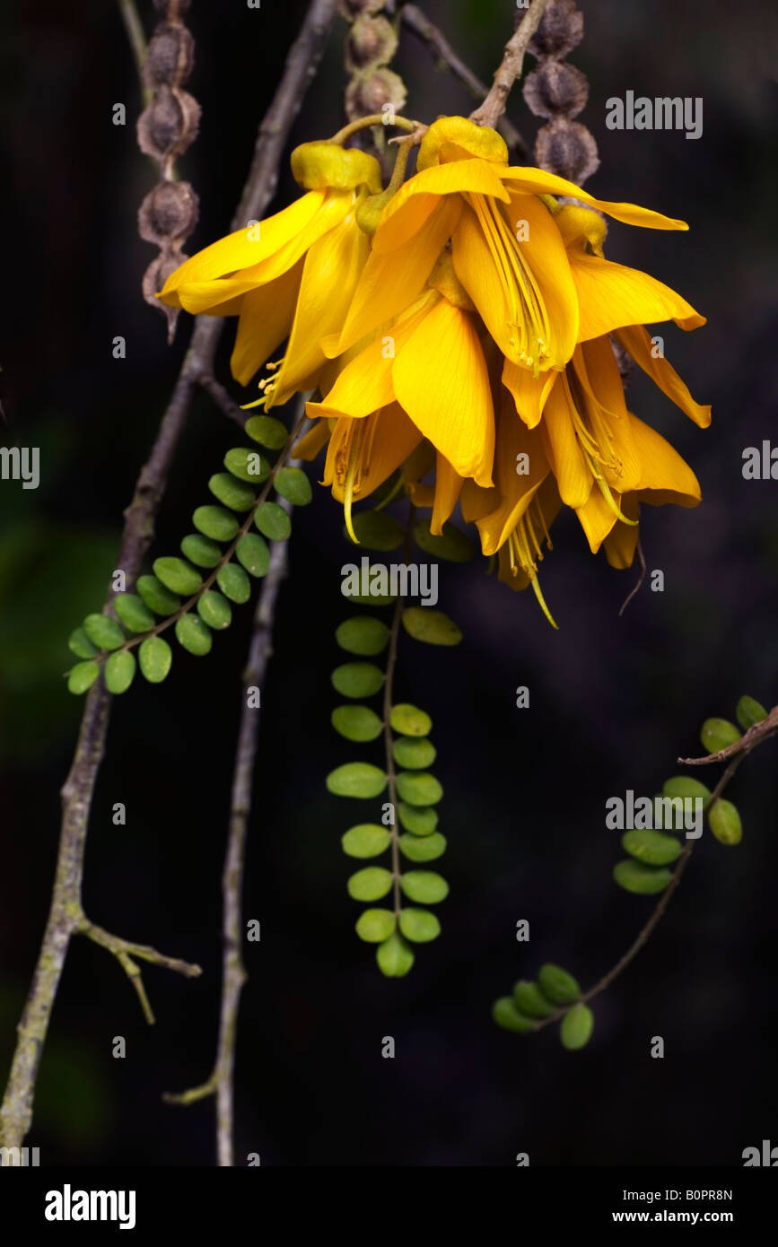The flowers of a kowhai tree. This tree is a native of New Zealand ...