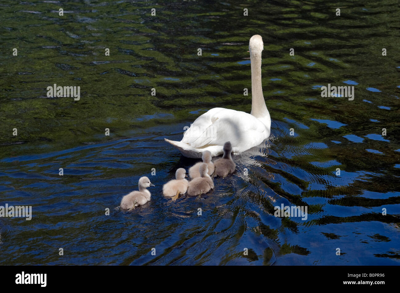 Mother swan followed by her signets Stock Photo - Alamy