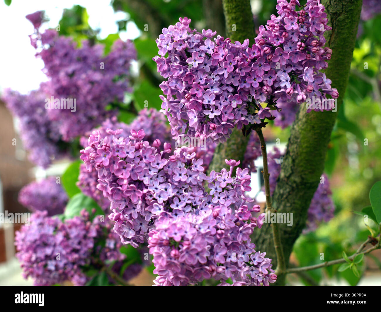 close up of lilac clusters in bloom Stock Photo - Alamy