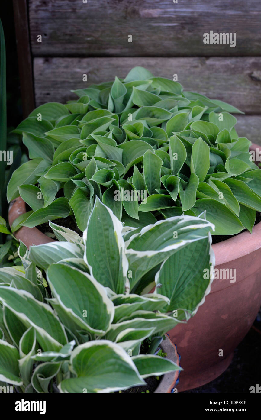 Hosta Cultivars in ornamental pots Stock Photo - Alamy