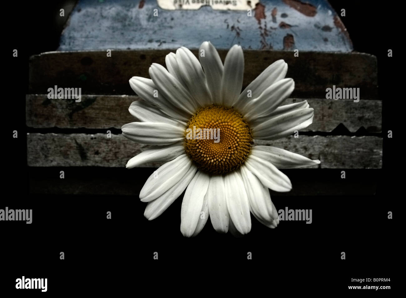 A daisy being held gently by a steel vice Stock Photo - Alamy