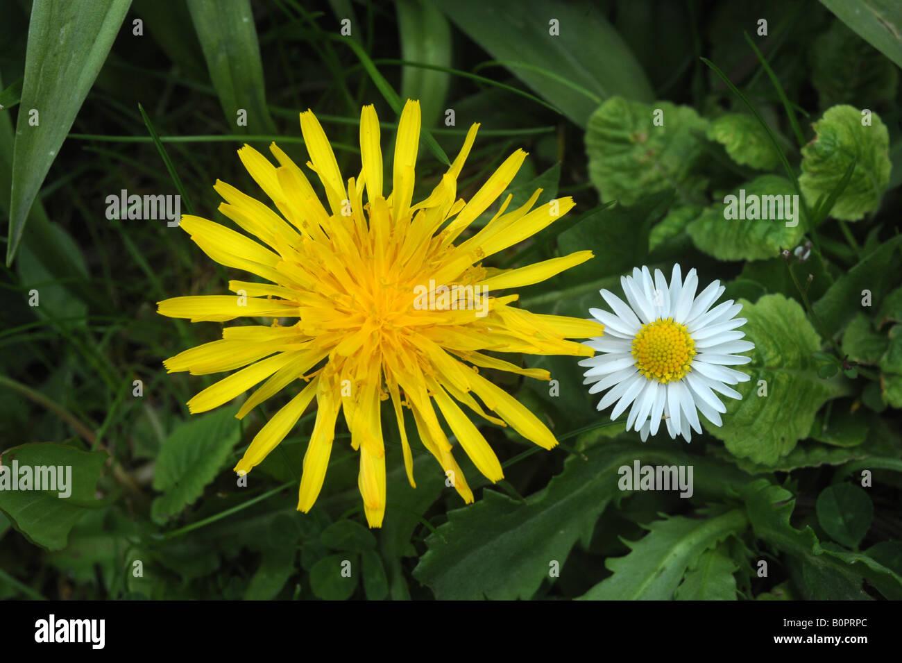 Dandelion and Daisies Stock Photo - Alamy