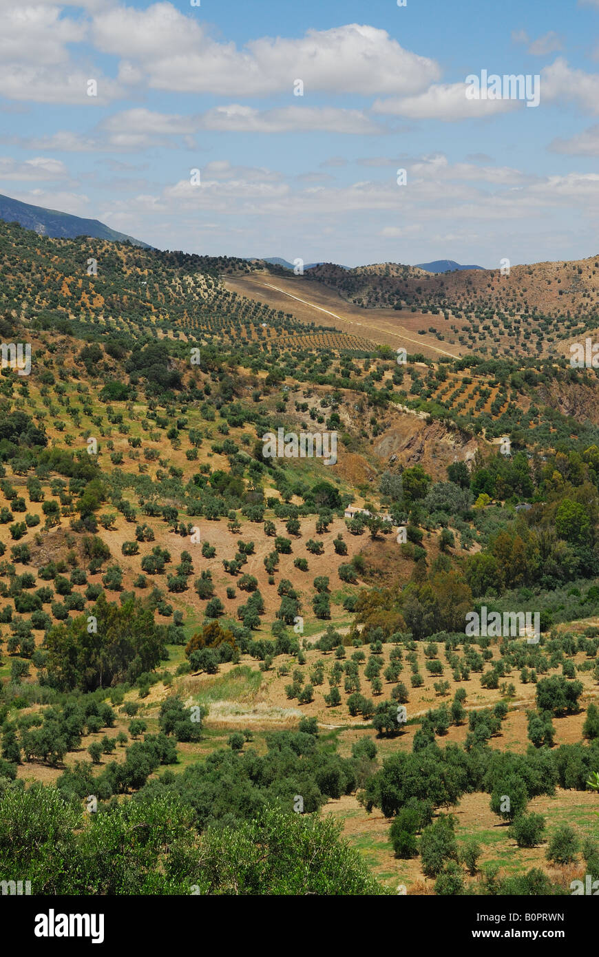 Andalusian Olive field Stock Photo - Alamy