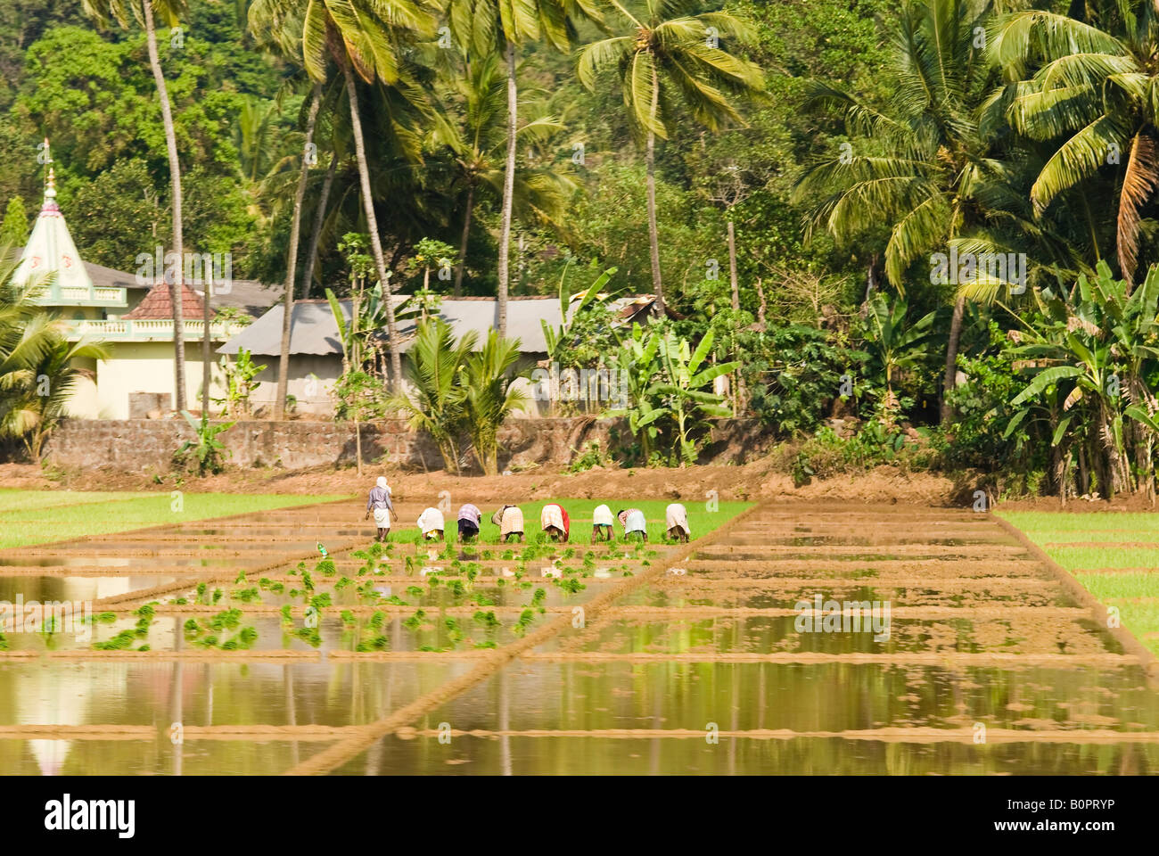 Indian women working in paddy hi-res stock photography and images - Alamy