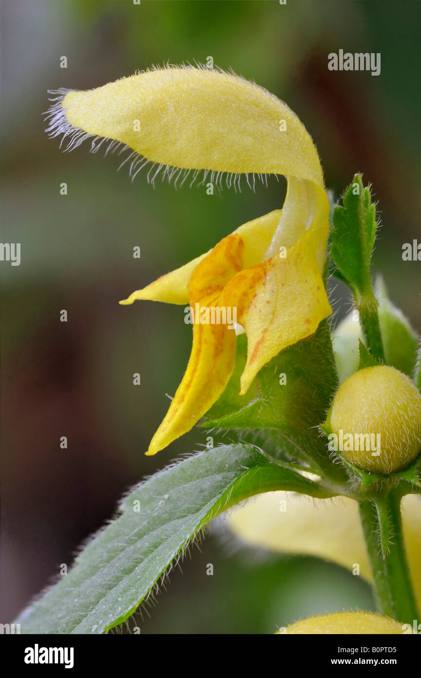 Yellow Archangel Lamiastrum galeobdolon Stock Photo - Alamy